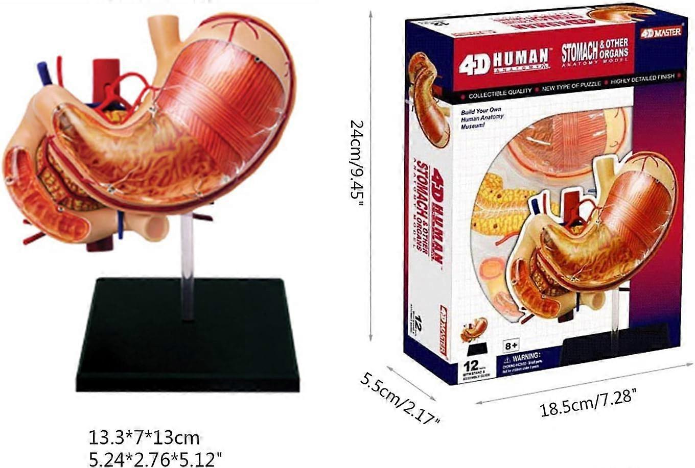 Human Stomach Anatomy Model - Detailed Medical Model for Students ...