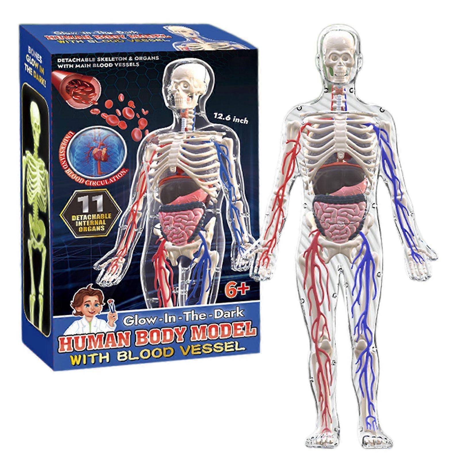 Human Body Structure Model with Blood Vessels, DIY Assembled Human ...