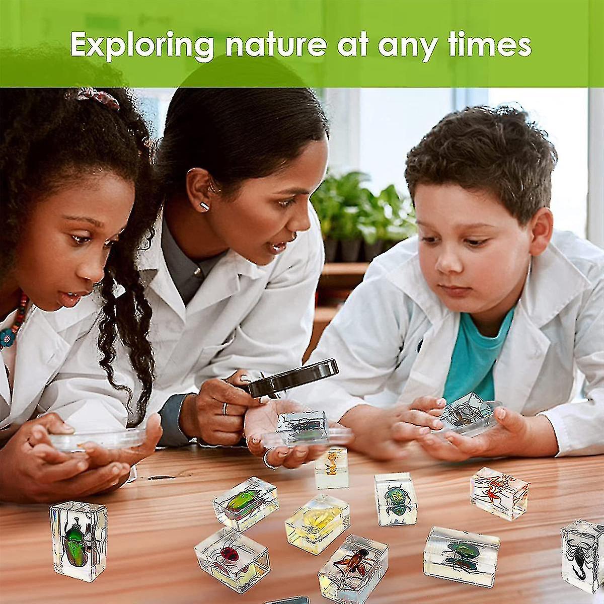 Srbtv-11pcs Resin Insect Specimens, Insect Paper Weight, Resin Real ...