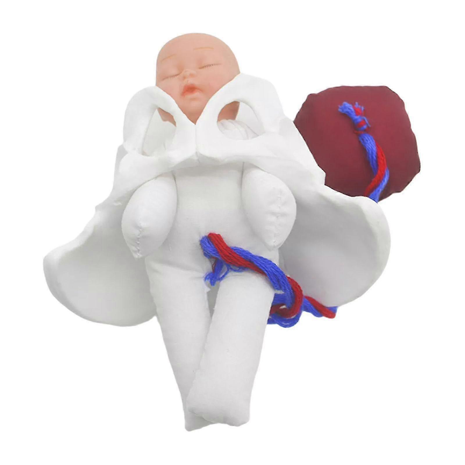 Female Pelvis Model Childbirth Model For Science Education Teaching ...