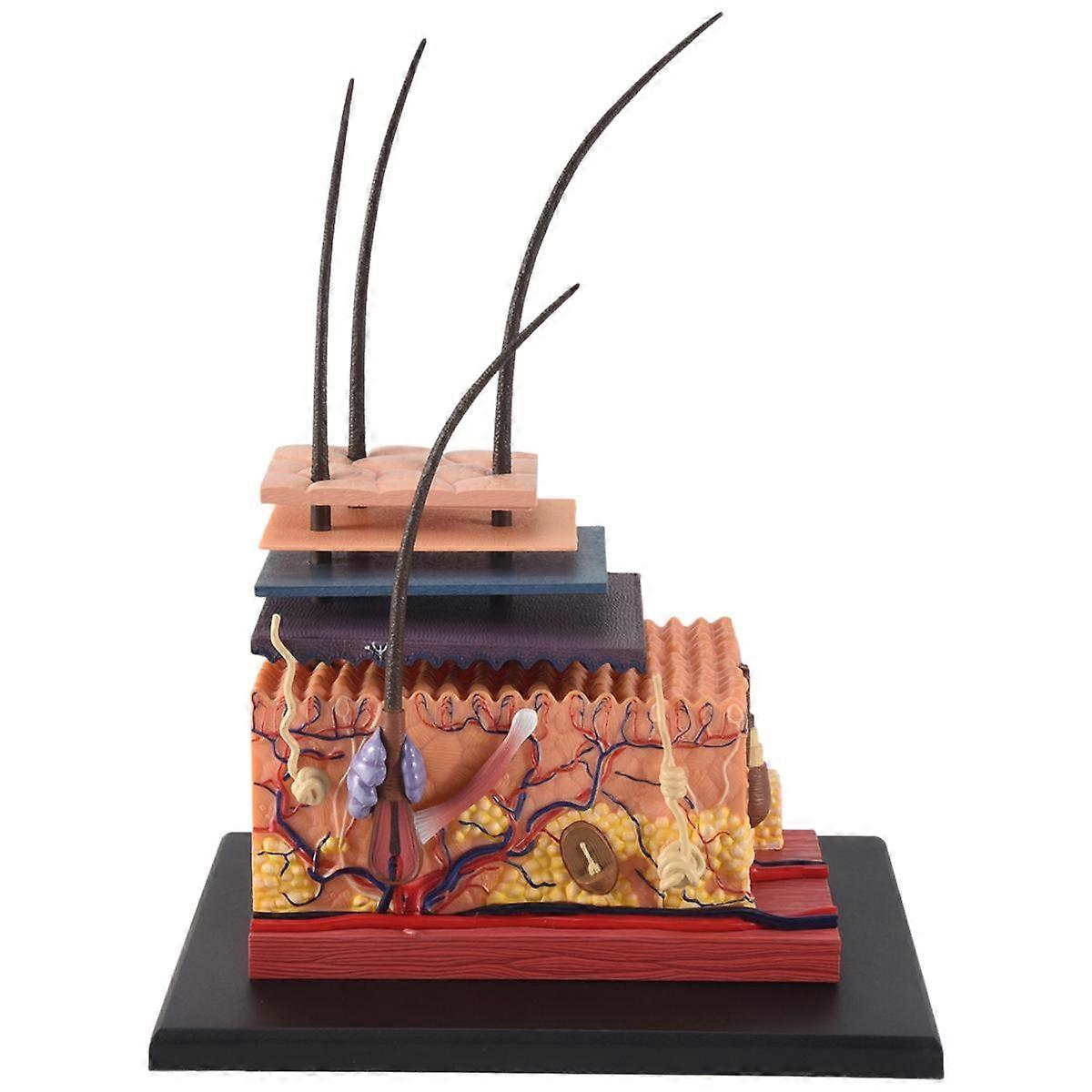 4D Human Skin Model Hair Organs Assembling Puzzle Model Teaching Model ...