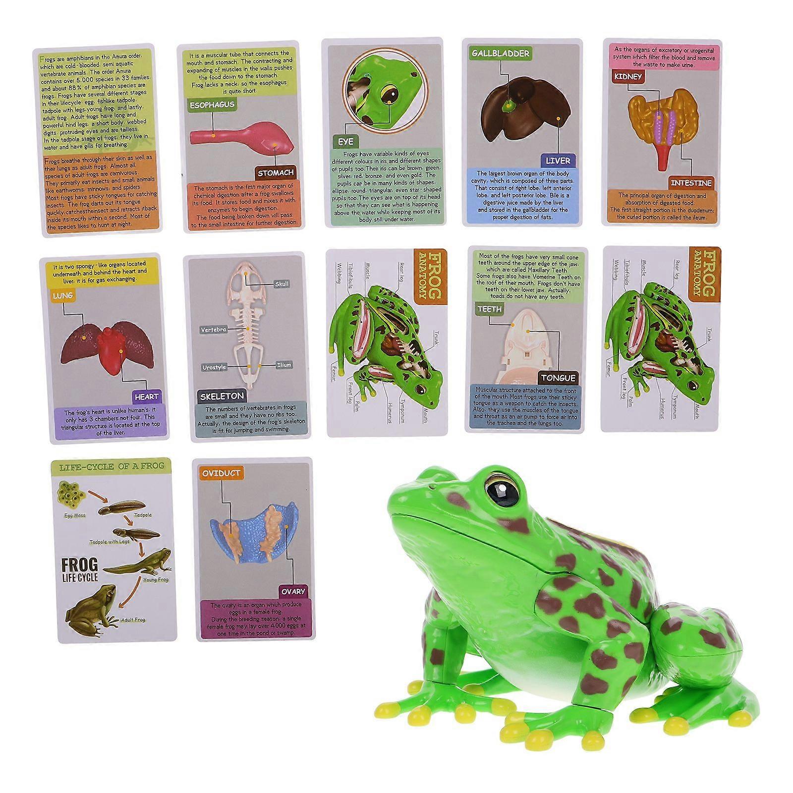 Vision Frog Anatomy Model for Kids 4D Detachable Frog Organs for STEM ...