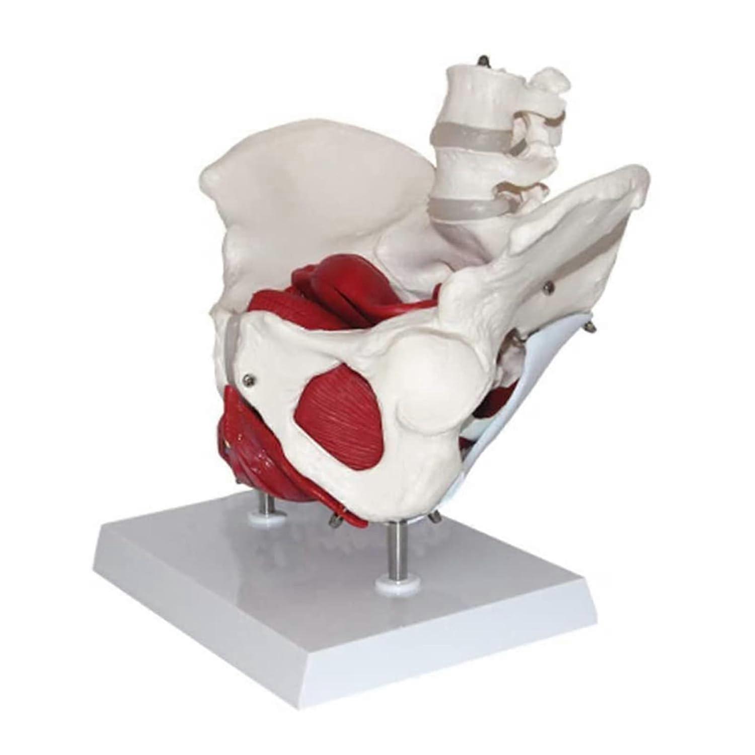 Anatomical Models Female Pelvis And Perineum With Two Lumbar Vertebrae ...