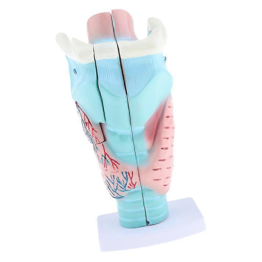 3x Magnified Human Larynx Anatomical Model Medical Anatomy Throat Model ...