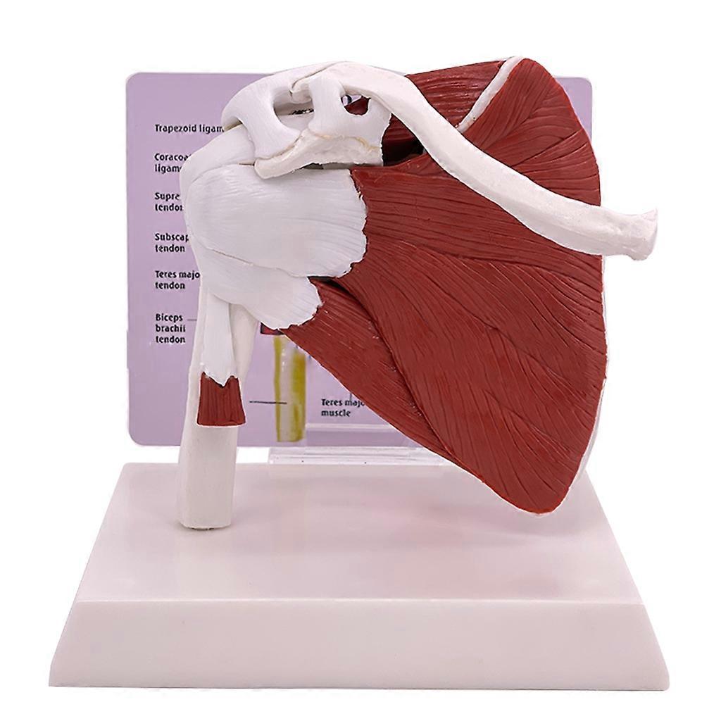 Human Joint Muscle Anatomical Model Knee Joint Hand Joint Shoulder ...