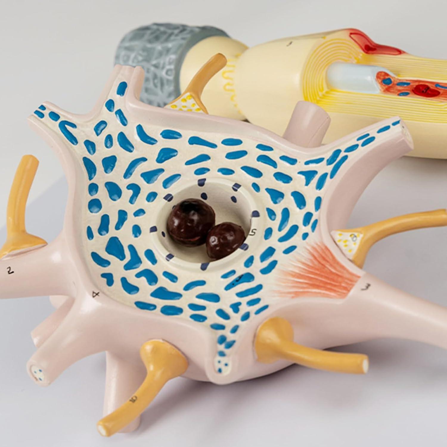 Neuron Amplification Model Human Anatomy Model Neuronal Cell Body and ...