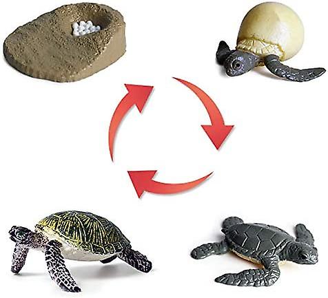 Sea Animal Green Sea Turtle Growth Cycle Figurine Green Sea Turtle Life ...