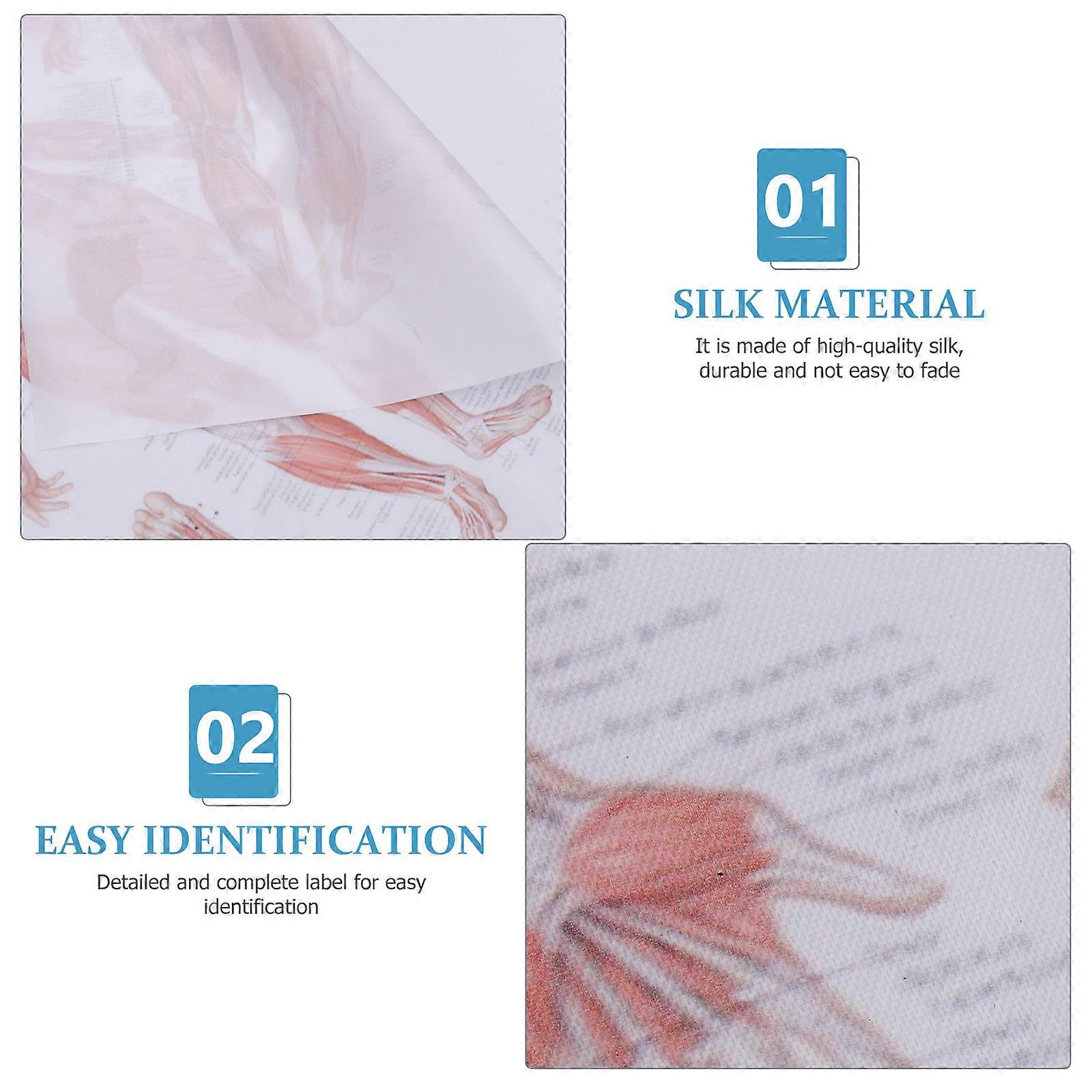 Human Anatomical Charts Musculoskeletal Picture Muscle Anatomy Chart ...