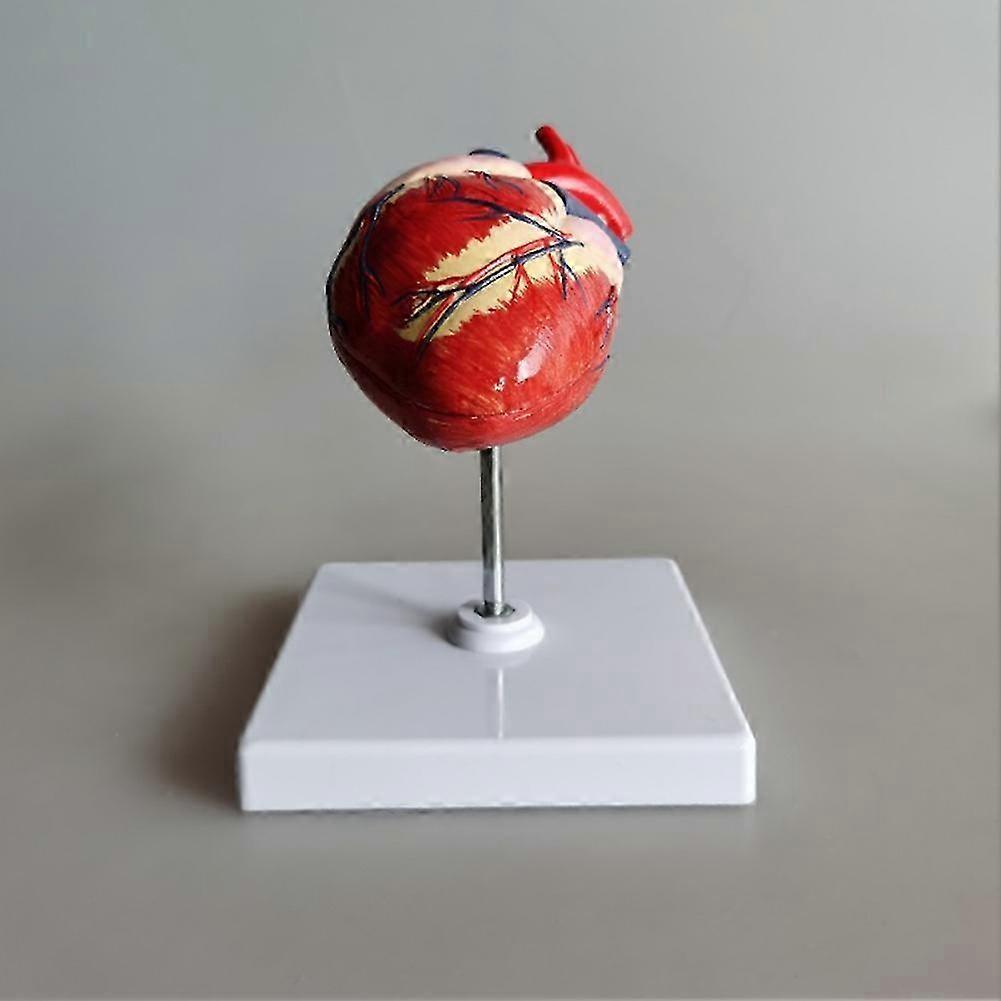 Dog Heart Anatomy Model Canines Pet Teaching Aid Healthy Dog Heart ...