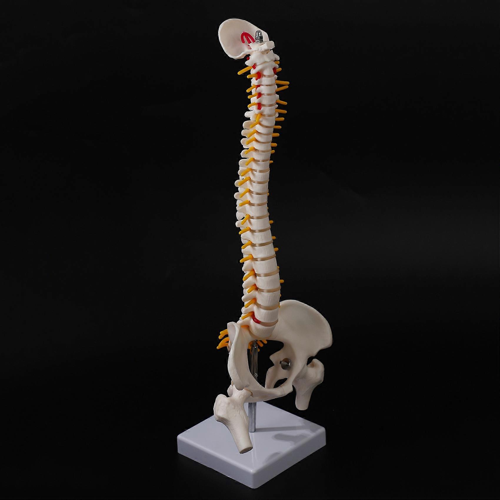 45Cm Flexible 1:1 Adult Lumbar Bend Spine Model Humans Skeleton Model ...
