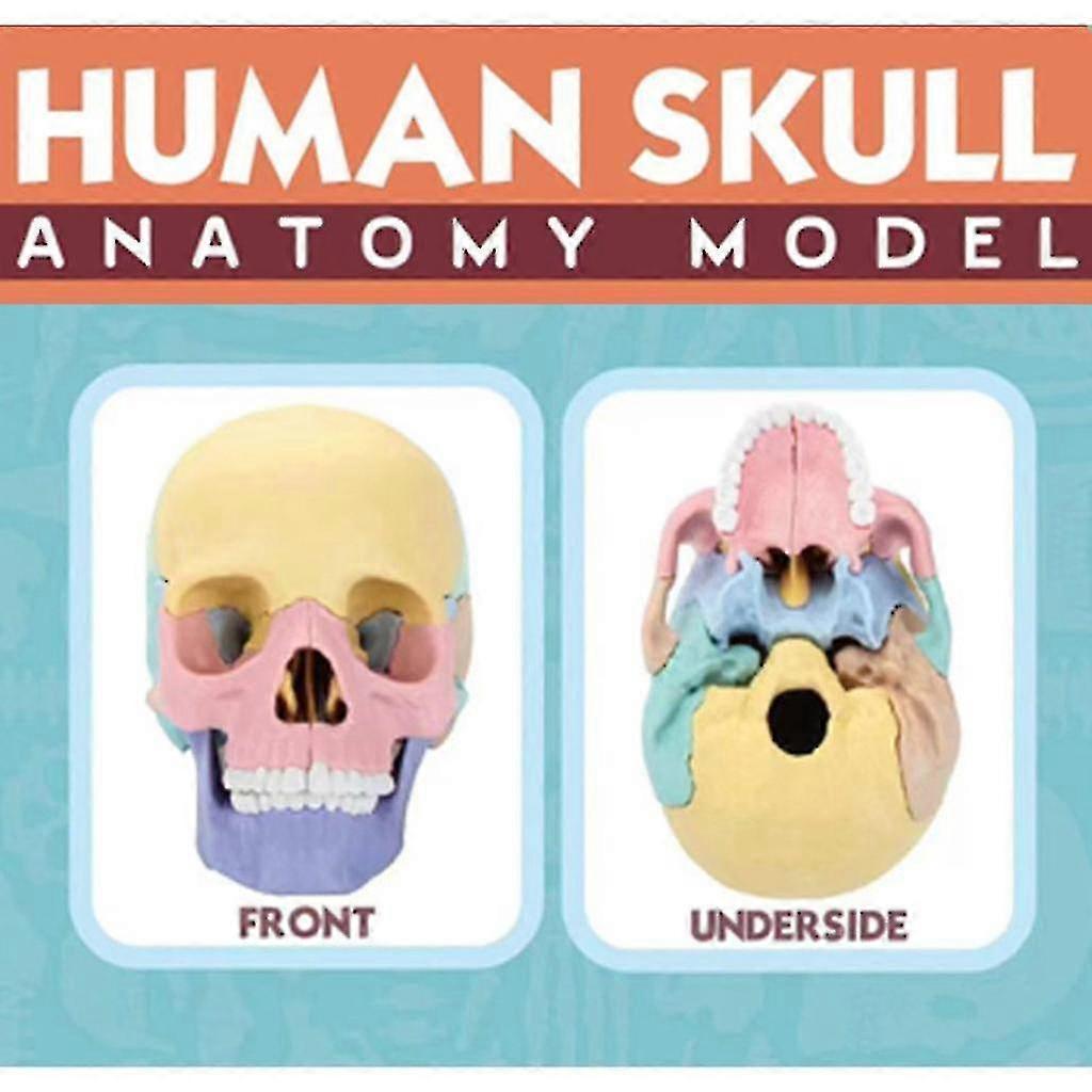 Human Skull Model For Demonstrating Medical Skull Model Anatomy Skull ...