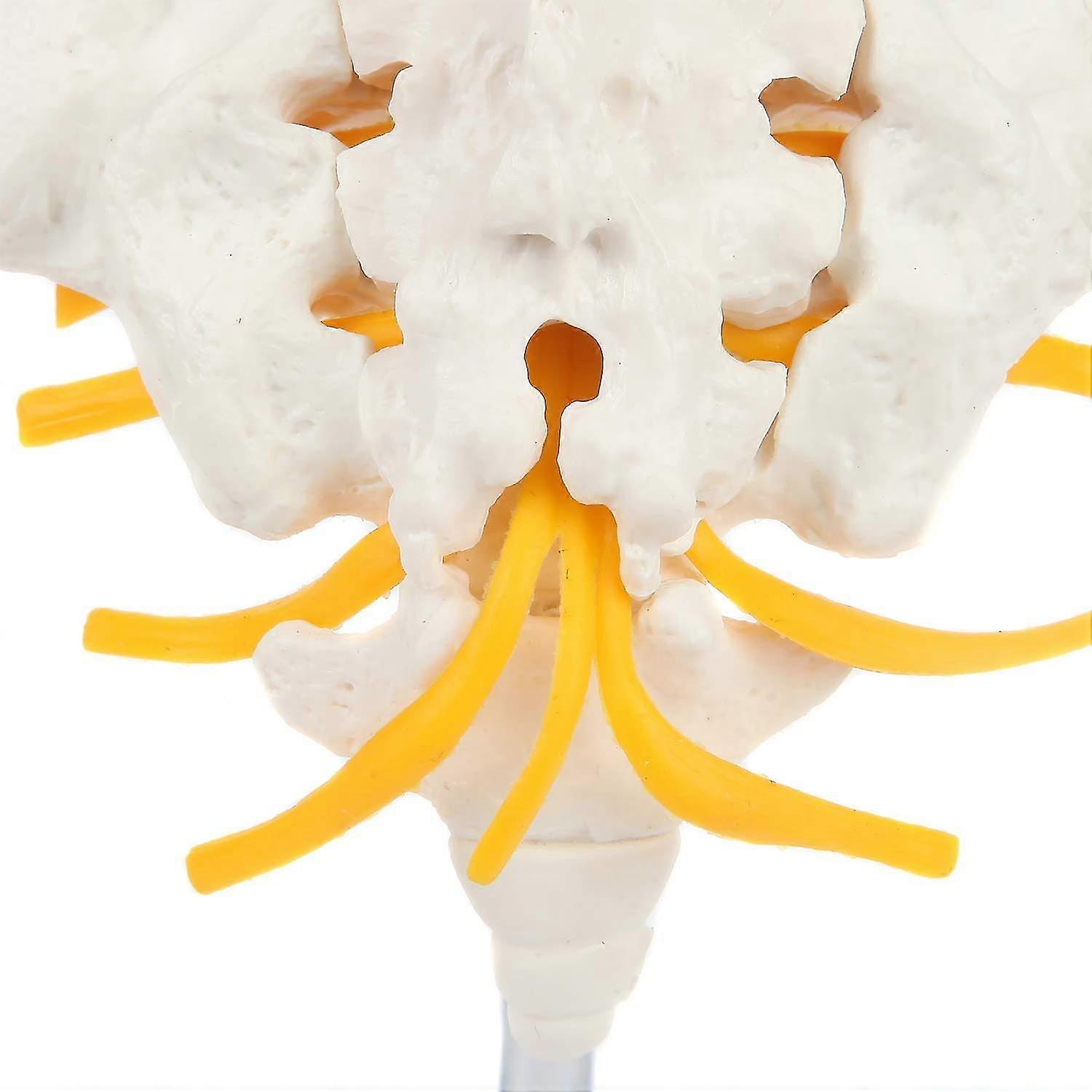 Lumbar Spine Anatomy Model With Sacrum And Spinal Nerves, Lumbar ...
