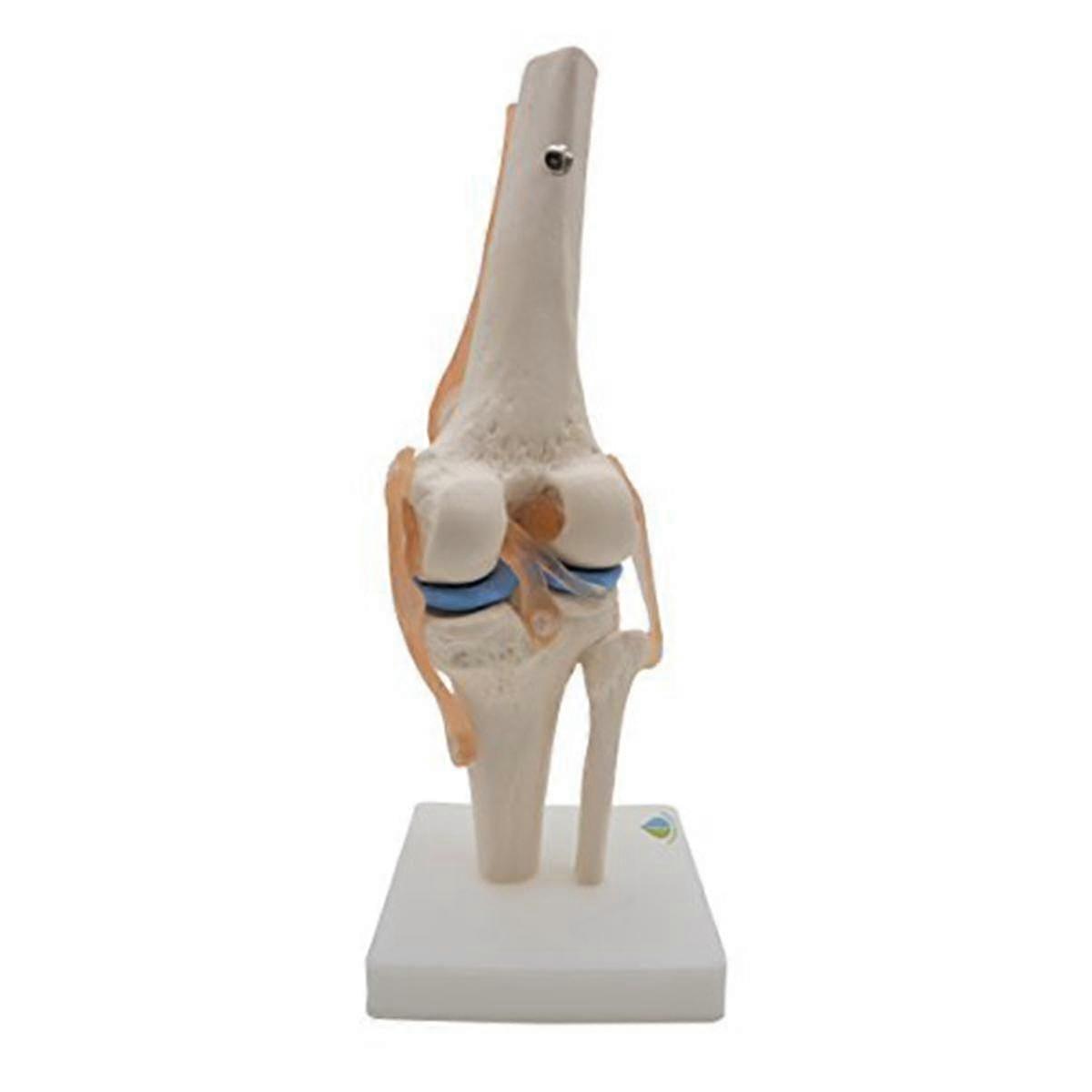 Anatomical Knee Joint With Ligaments Model, Life Size | Fruugo UK