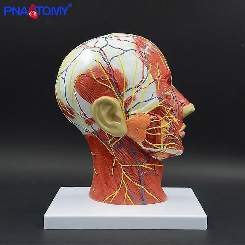 Human Head With Muscle And Nerve Blood Vessel Brain Anatomy Oral Cavity ...