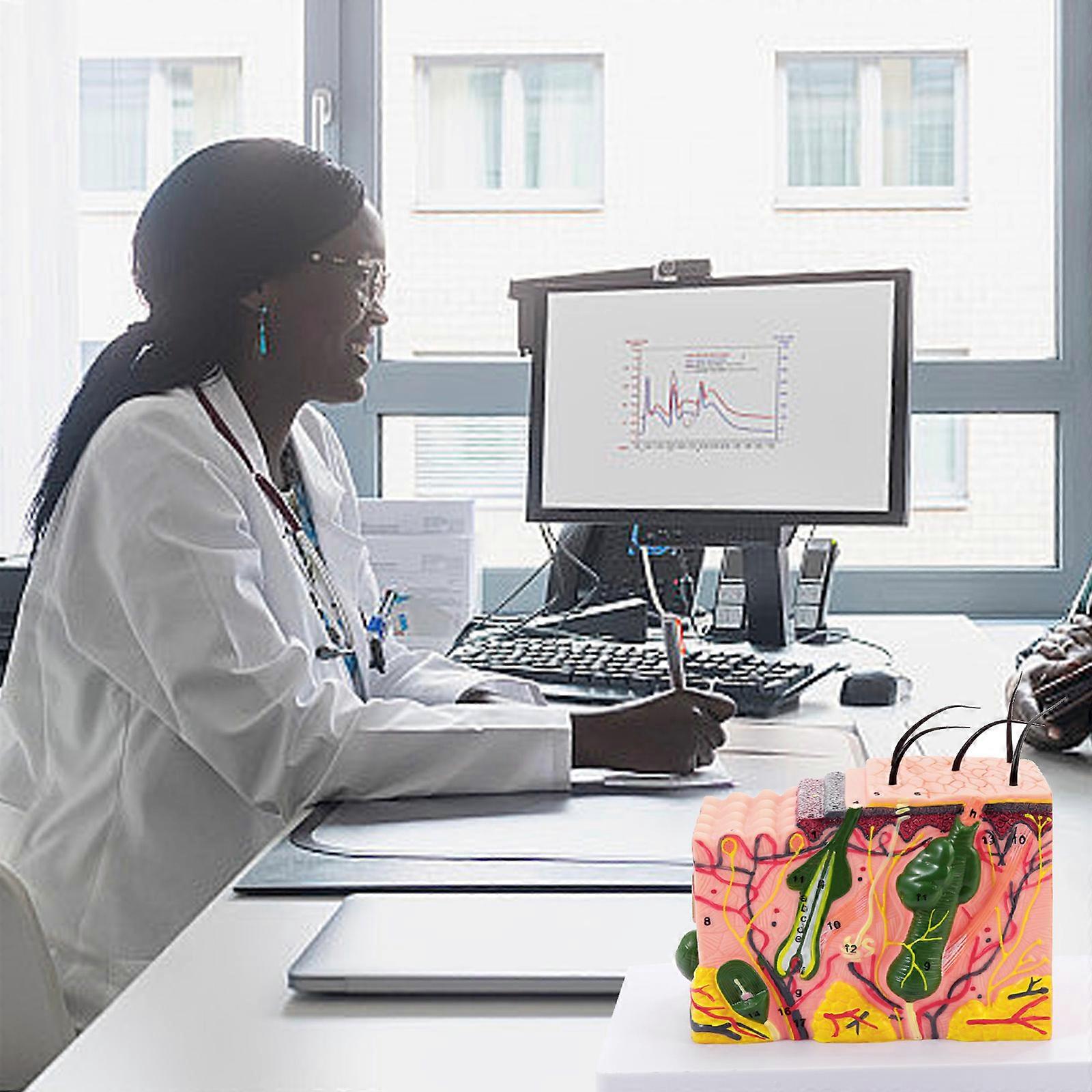 Skin Model 35/50/70/85X Skin Anatomical Model Human Skin Structure ...