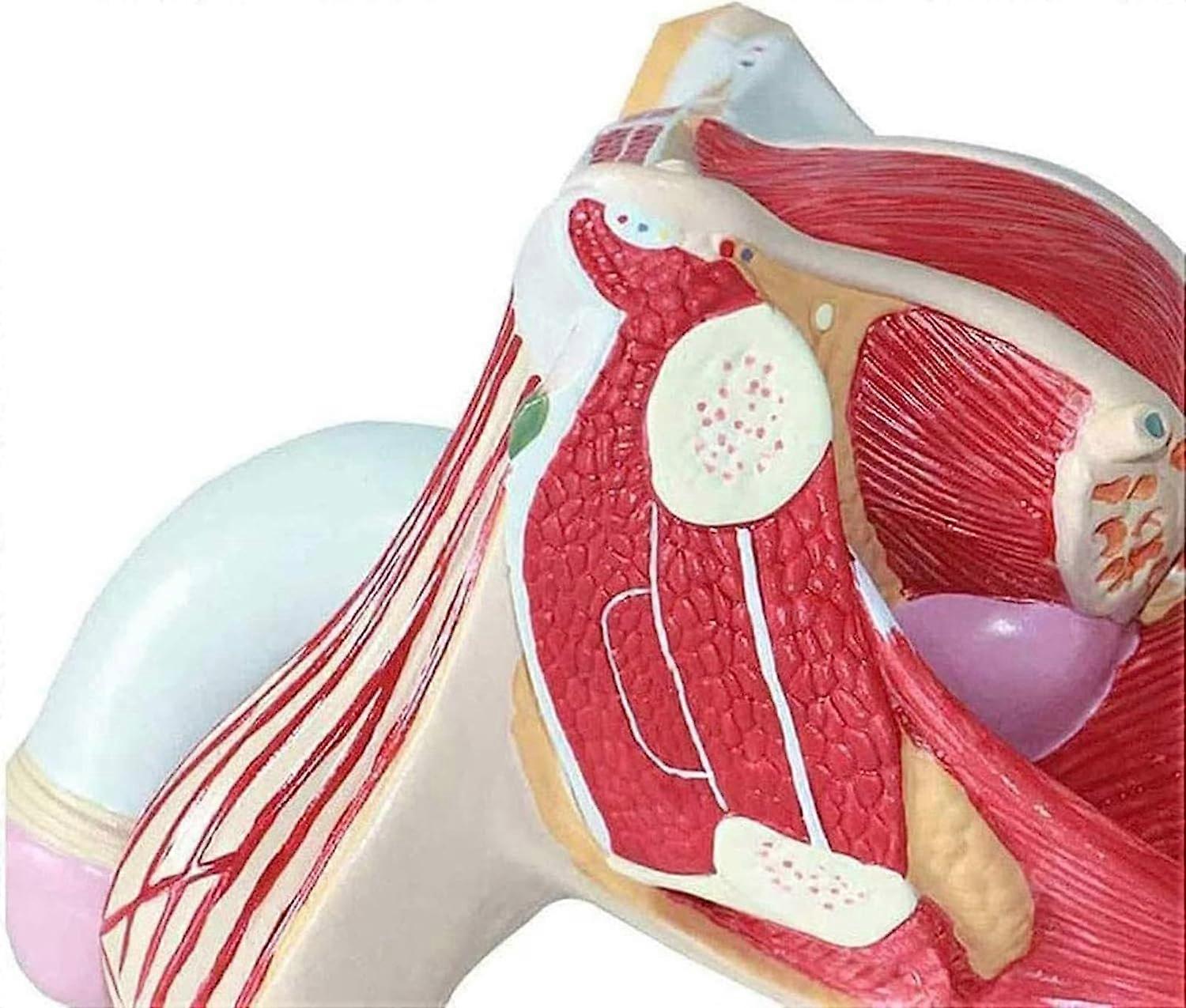 Male Genital System Model, Pelvic Muscles Model, Male Genital System ...