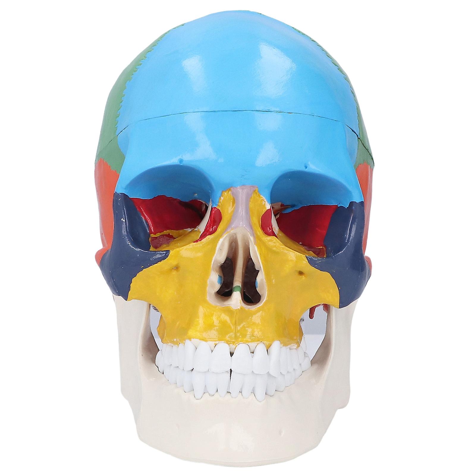 Skull Model Life Size 3 Part Colored Detachable Human Skull Anatomical ...