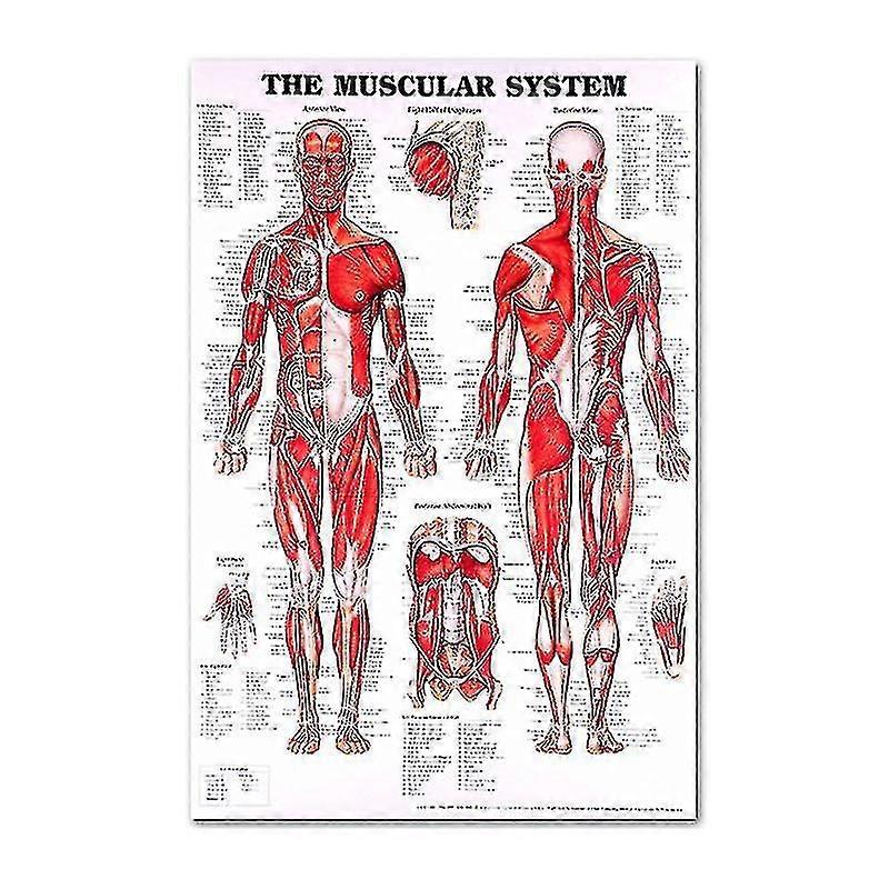 Muscular & Skeletal System Anatomical Poster Set - Human Skeleton ...