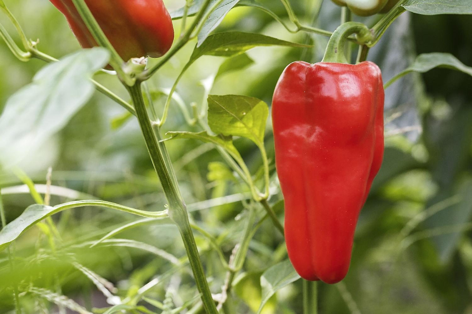 Saflax - Garden in the Bag - 20 seeds - Organic - Sweet Pepper - Long ...