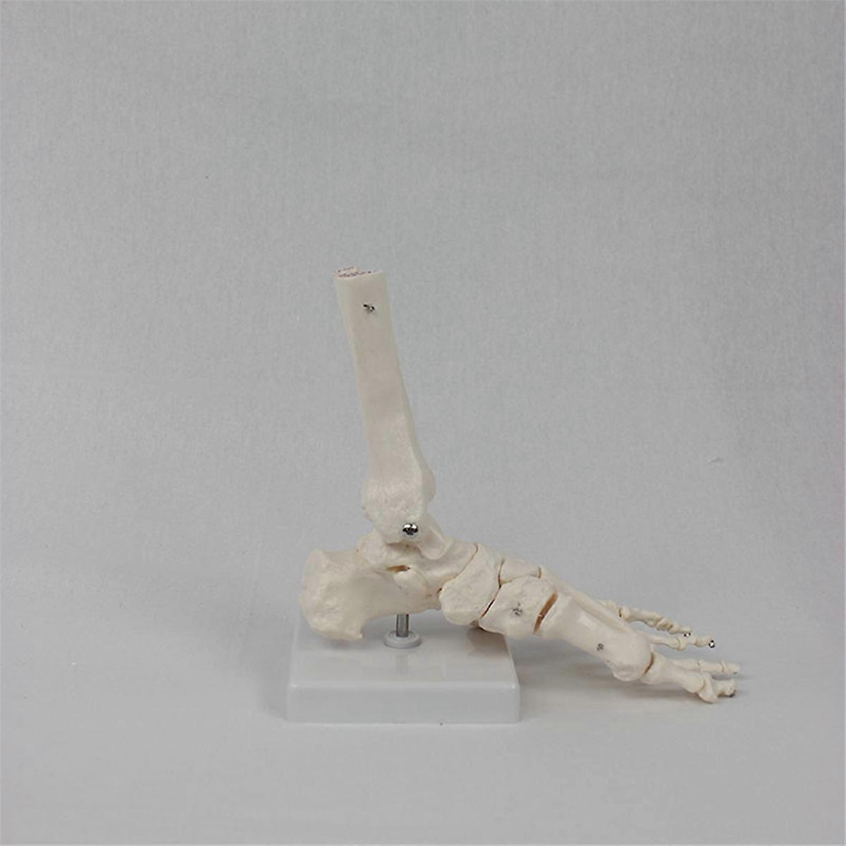 Foot Joint Model, Human Anatomy Model, Life Size, Foot Anatomy Model ...