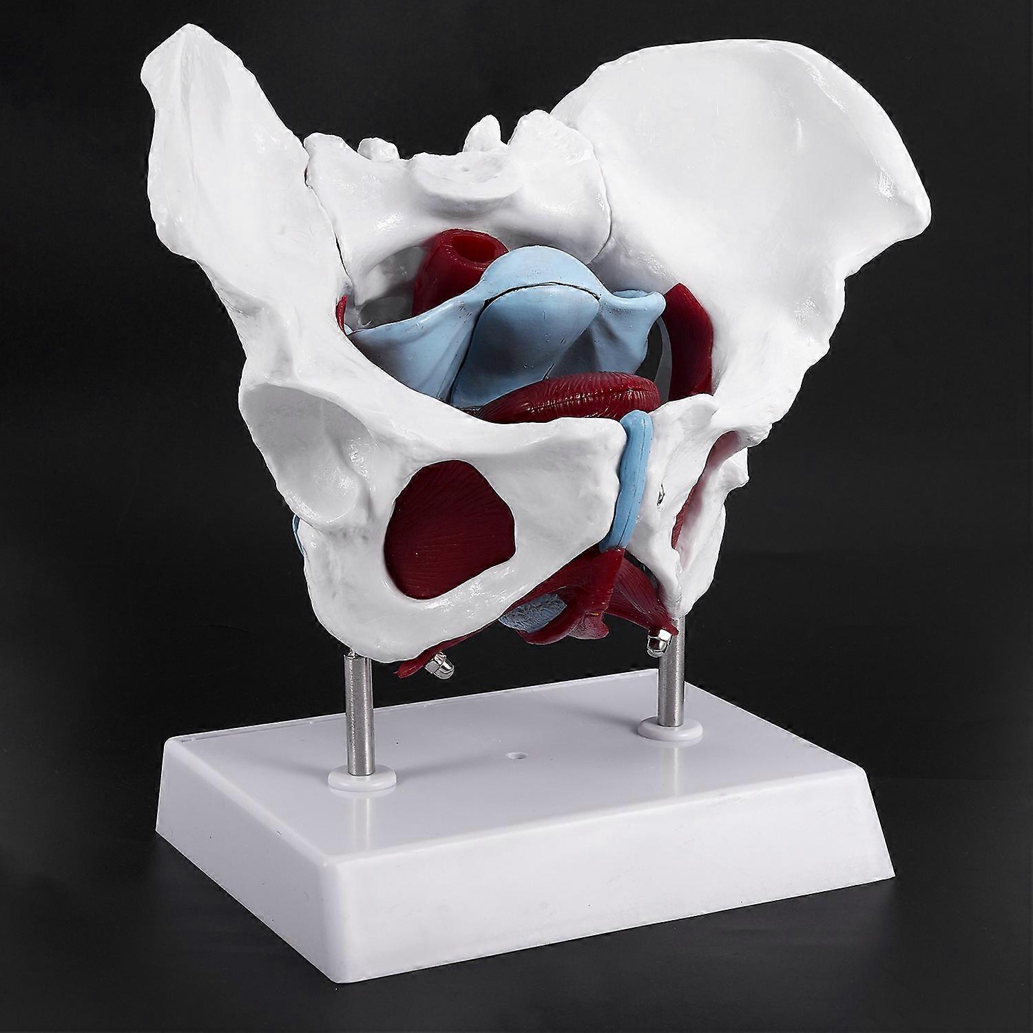 Female Pelvis and Reproductive Organs Model Female Bladder Model ...