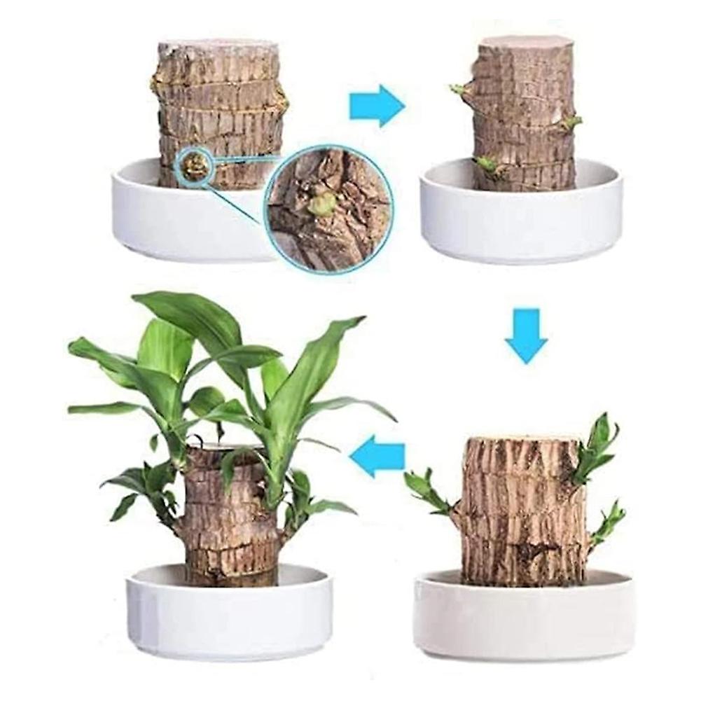 Lucky Brazilian Wood Stump Fast-Growing Mini Tree Good Fortune ...