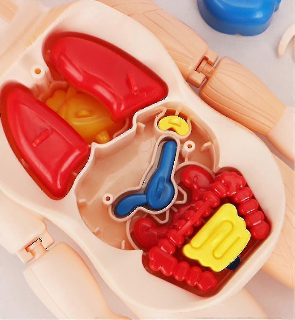 Human Organ Model Human Organ Model, Science Area Production Diy ...