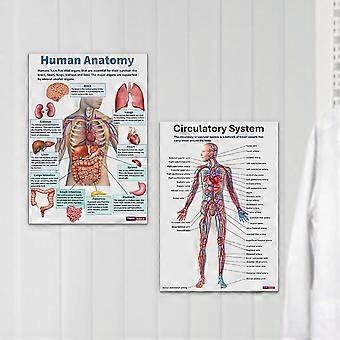 Muscular System Poster Educational Anatomy Chart Color Coded Muscles ...