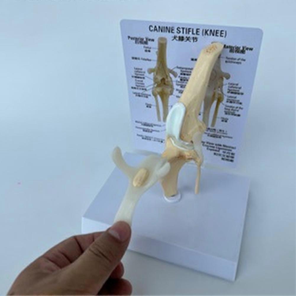 Canines Knee Model Dog Joint Anatomical Model Dog Skeleton Model Animal ...