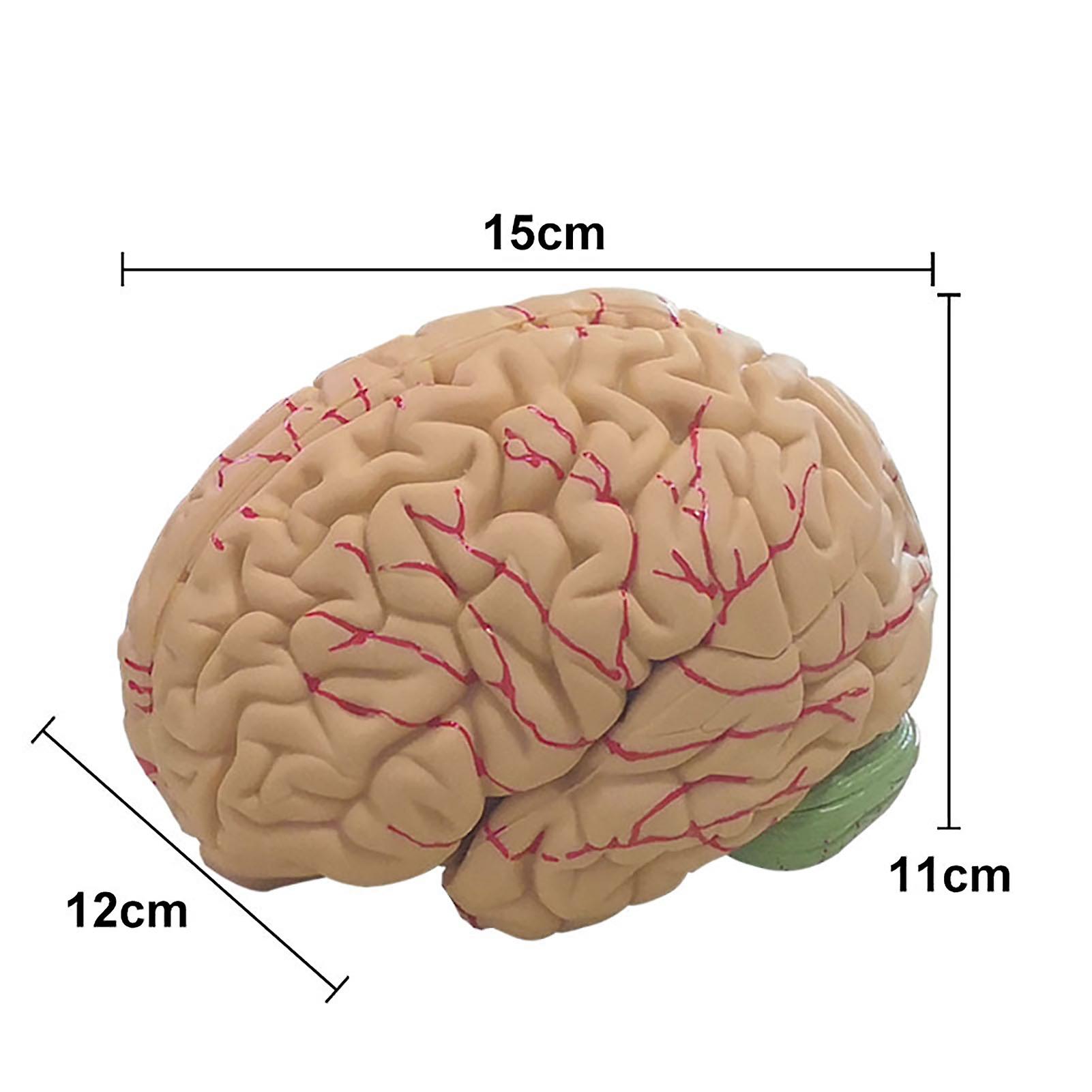 Haloppe Human Brain Model Simulation 8-Part PVC Life-size Anatomy ...