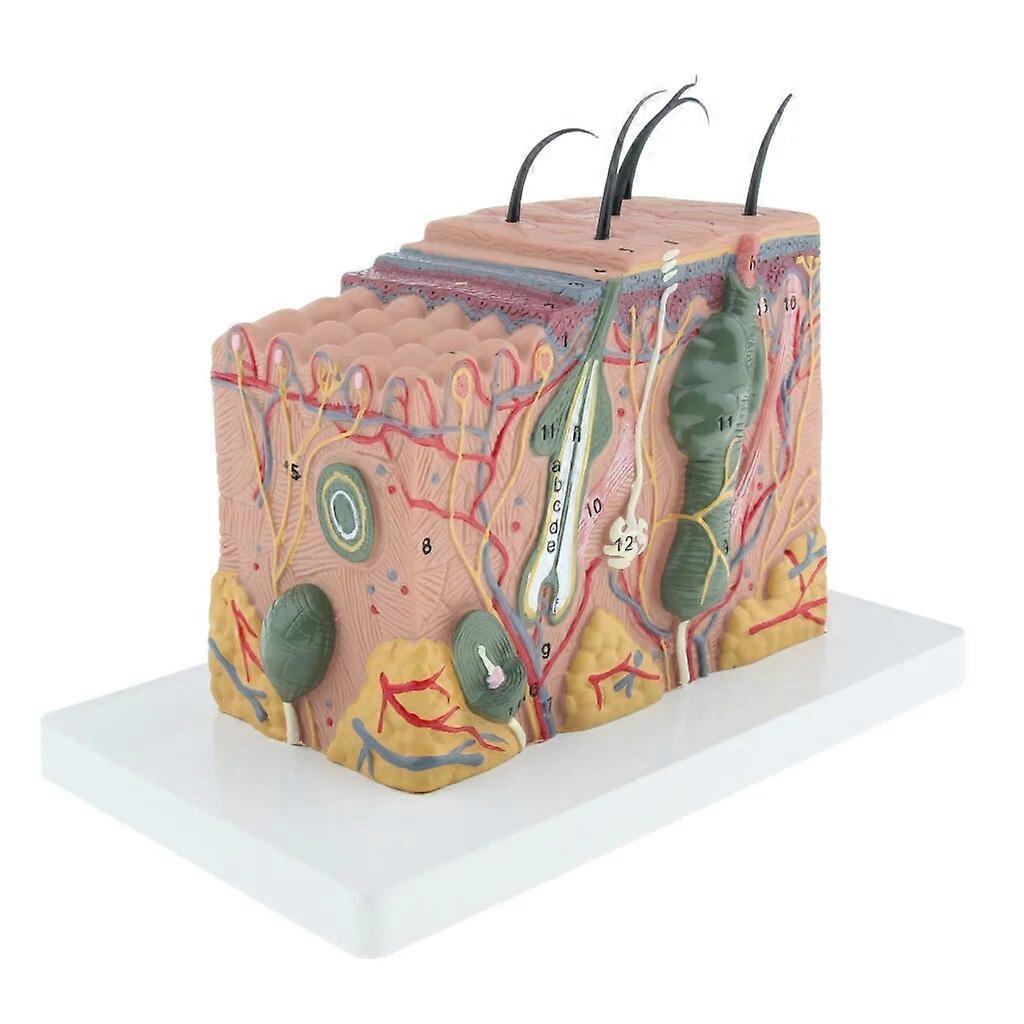 35:1 Enlarged 3D Anatomical Human Skin Tissue Model Block Anatomy ...