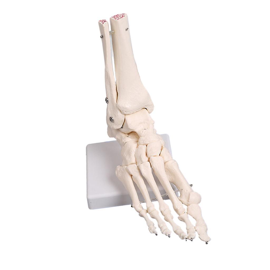 Life Size 1:1 Foot Joint Model With Base Foot Skeleton Model For ...