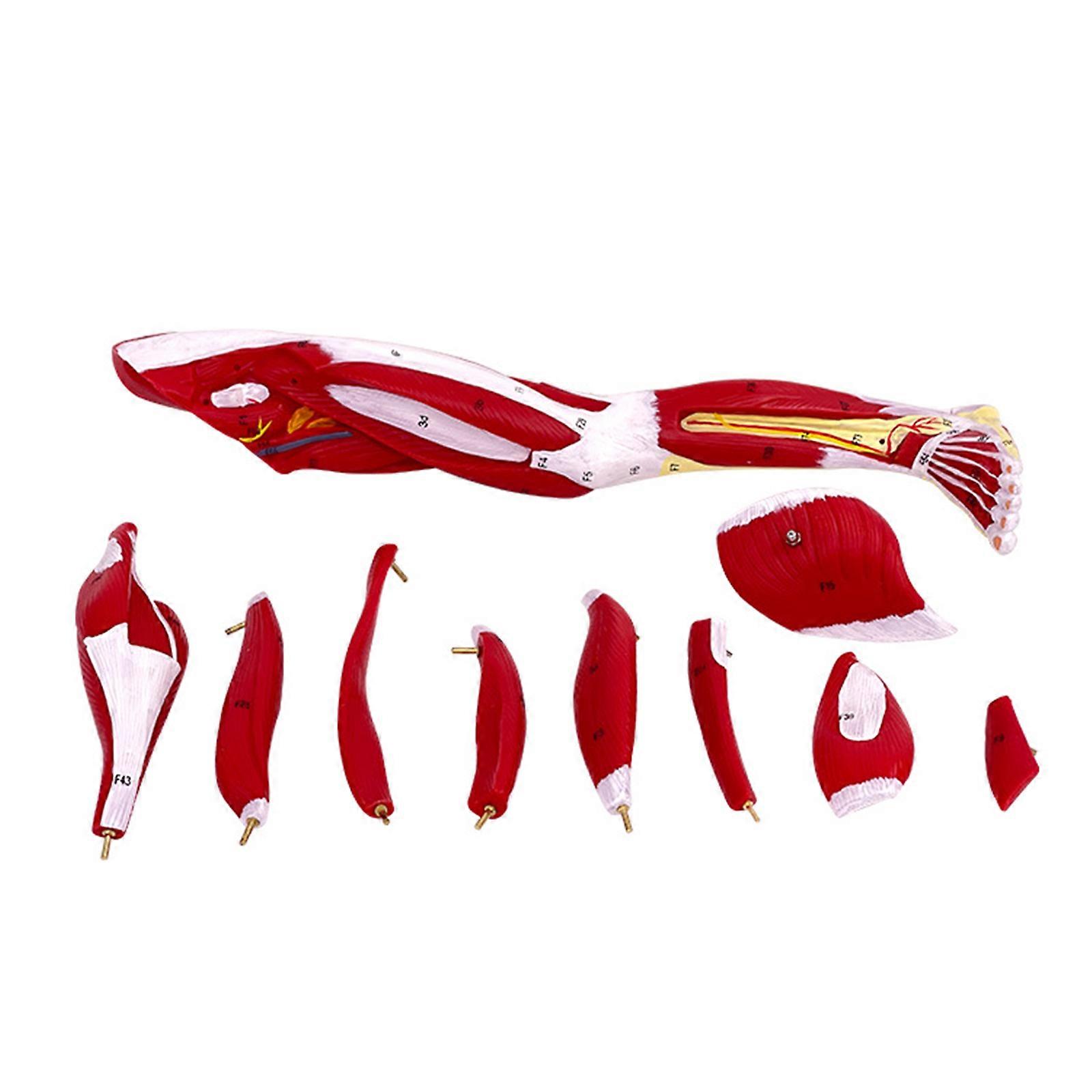 Human Limb Muscle Anatomy Model Upper Limb Muscle Model Lower Limbs Muscle Anatomy Model with ...