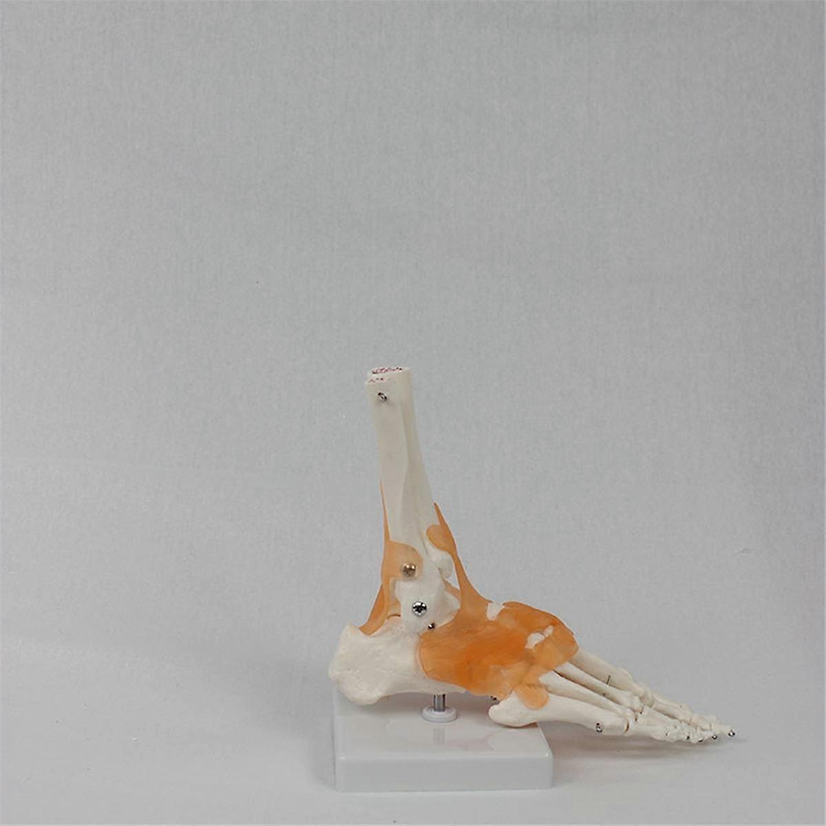 Foot Joint Model with Ligaments, Human Anatomy Model, Life Size ...