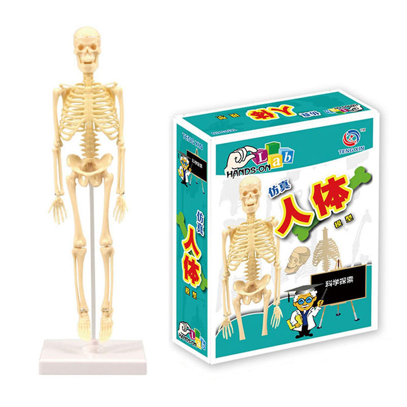 Human Body Model Skeleton Simple Assembly Learning Tool Kit Anatomy ...