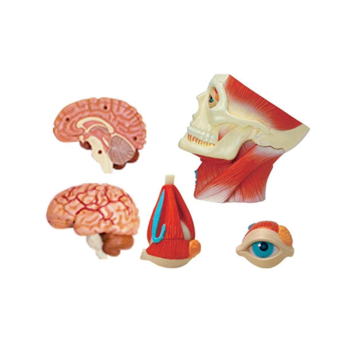 -torso Human Body Model Education Head Muscles Organs Model For Student ...