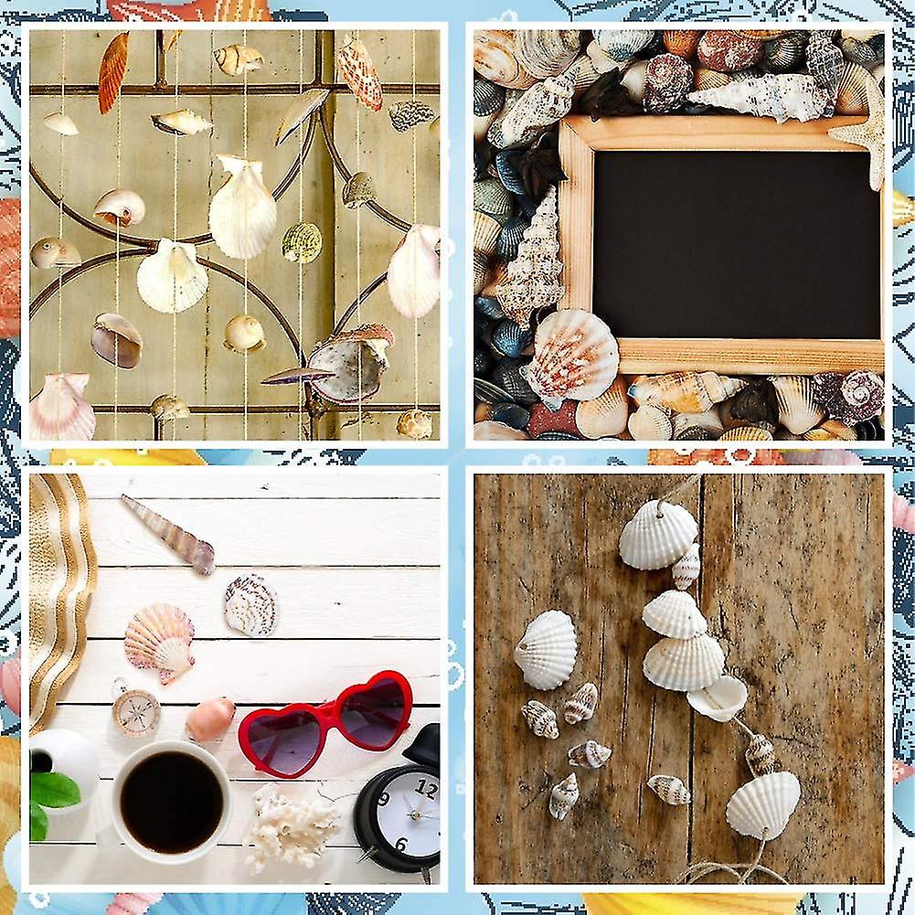 Sea Shell Set, 50-70 Pcs Assorted Natural Shells For Crafting Vase ...