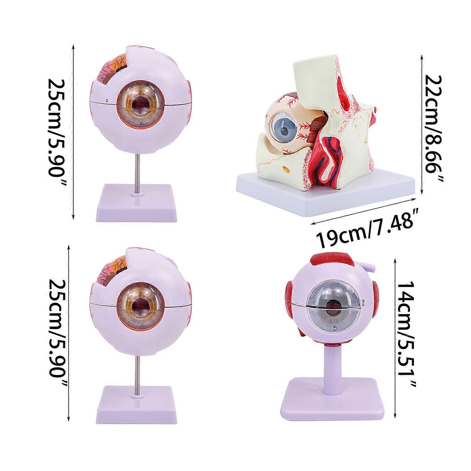6X Eyeball Anatomy Model Removable Human Eye Anatomy Teaching Tool ...