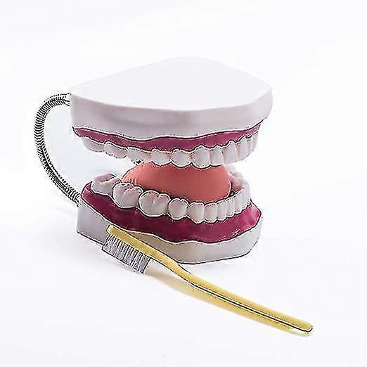 Big Tooth Model 6 Times Magnified Mouth Model With 32 Teeth And Movable ...