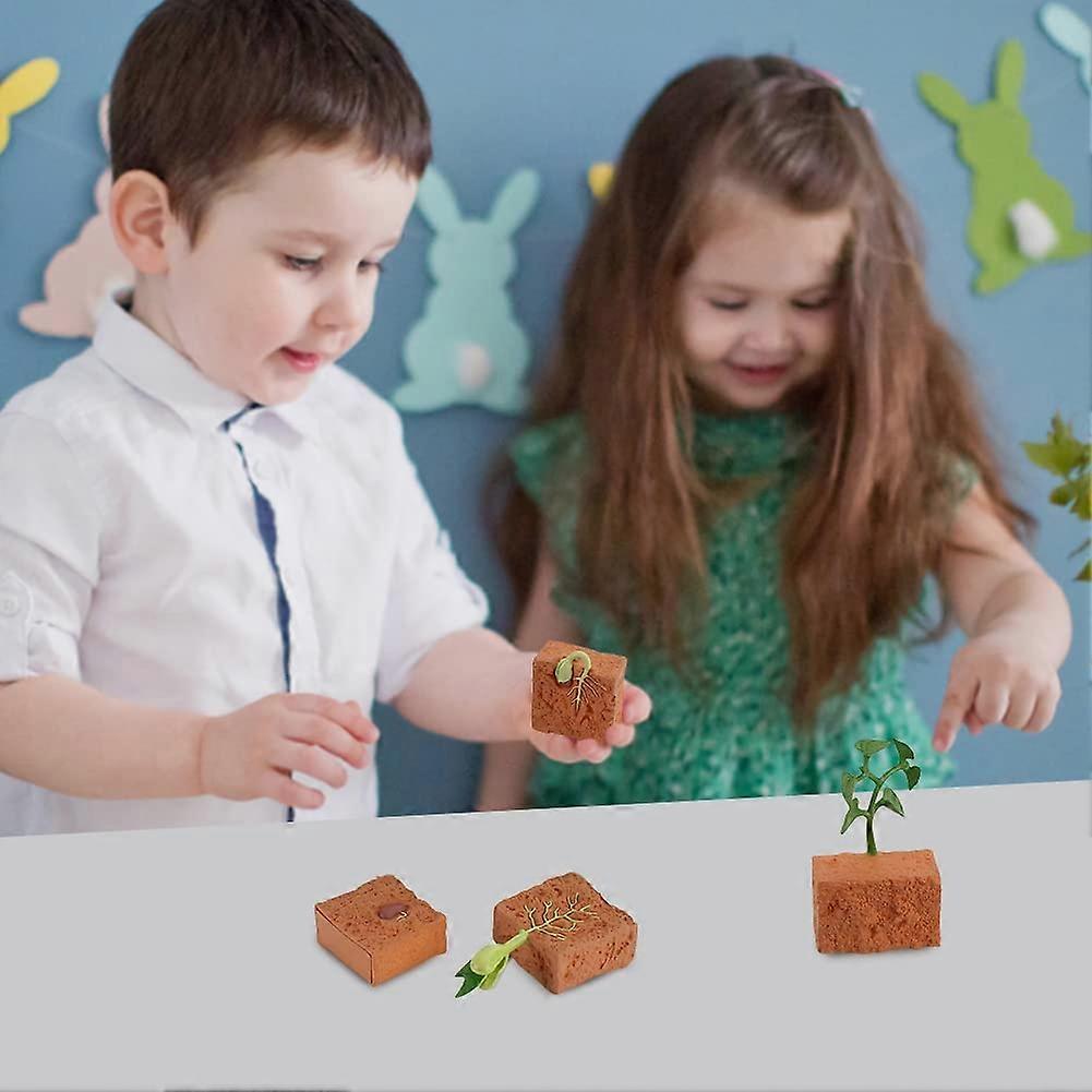 Life Cycle Board,Plant Wooden Life Cycle Tray Life Cycle Models Tray ...