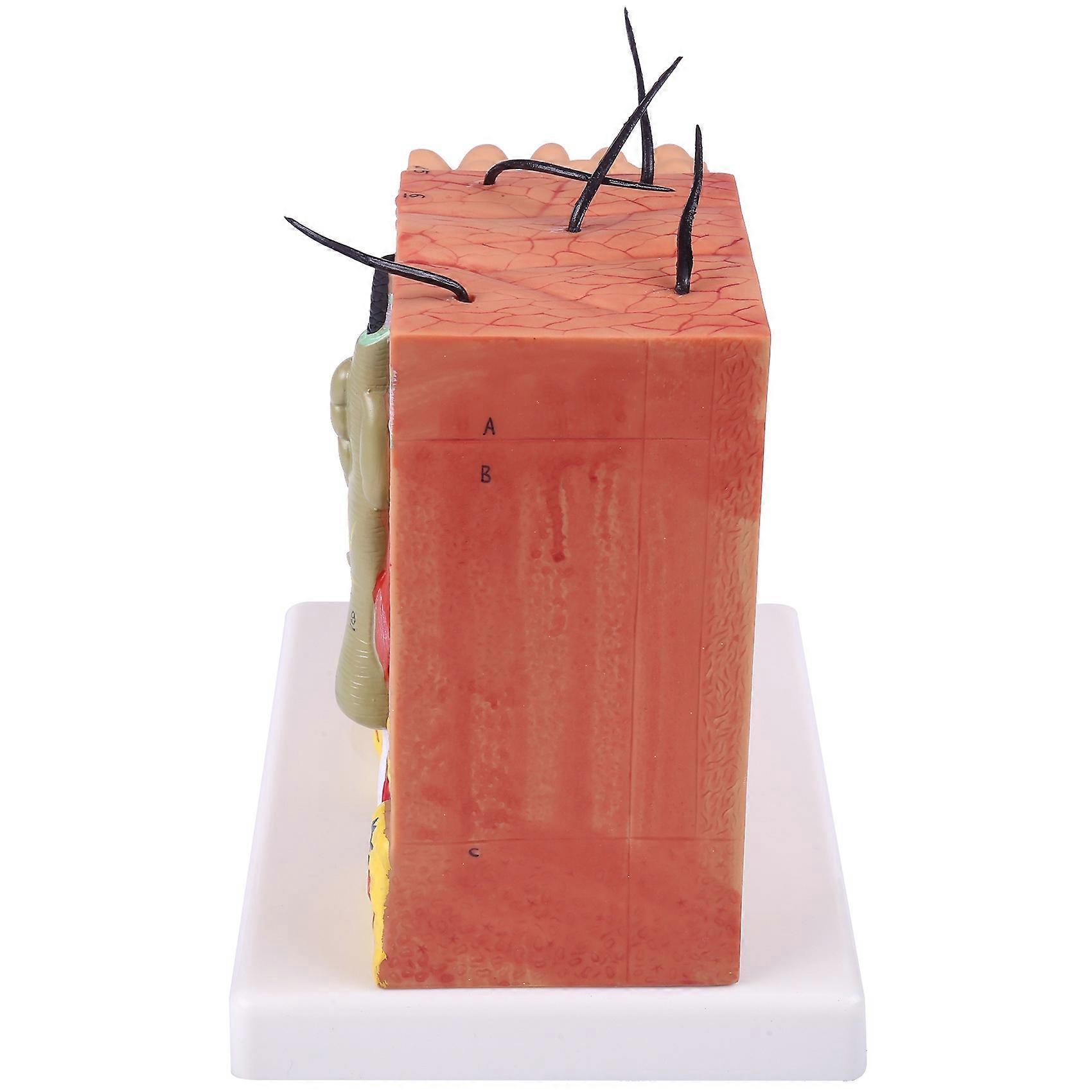 Skin Model, 50X Skin and Hair Structure Enlarge Model Anatomical Model ...