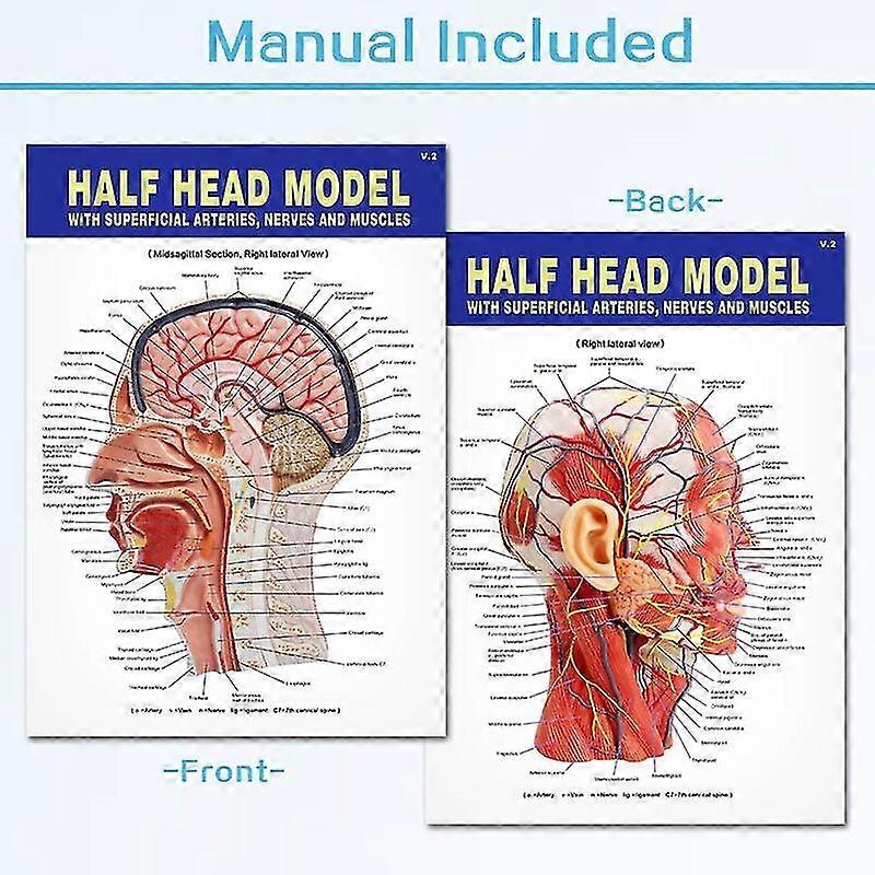 Human Half Head Superficial Neurovascular Model With Musculature Life ...