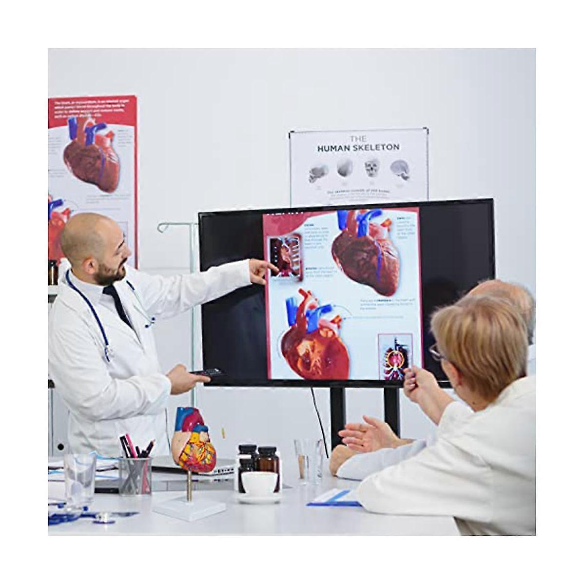 Heart Model, 2-Part Deluxe Life-Size Human Heart Model Anatomy with 34 ...
