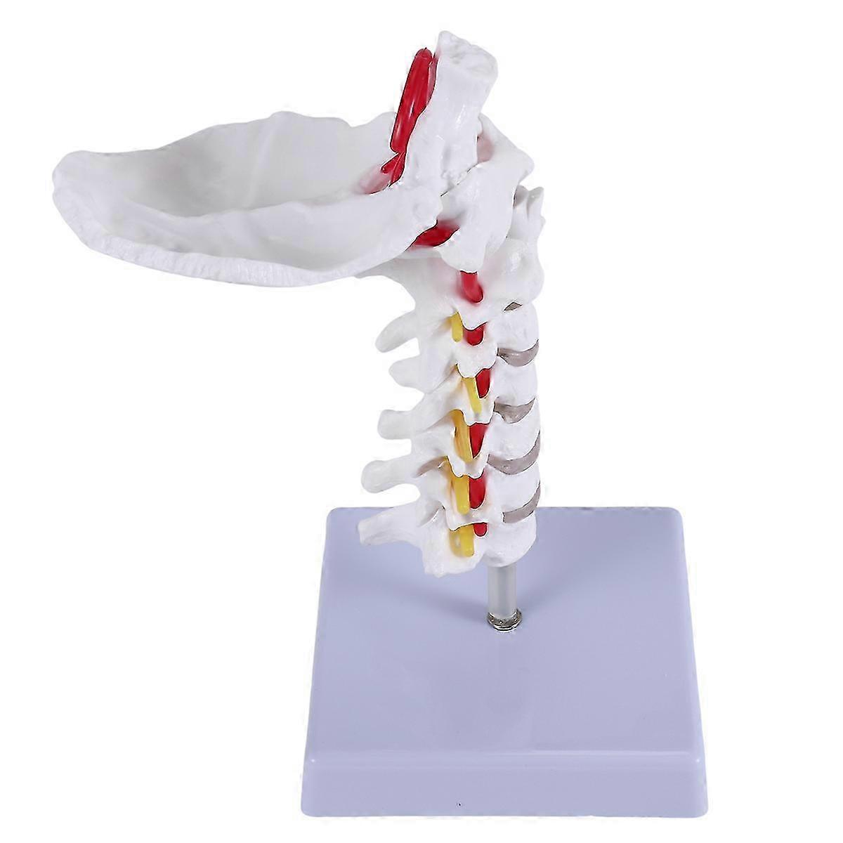 Cervical Vertebra Arteria Spine Spinal Nerves Anatomical Model Anatomy ...