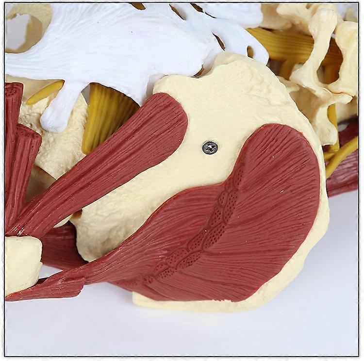 1:1 Life Size Anatomy Lumbar Vertebrae Model - Vital Muscles and Pelvic ...