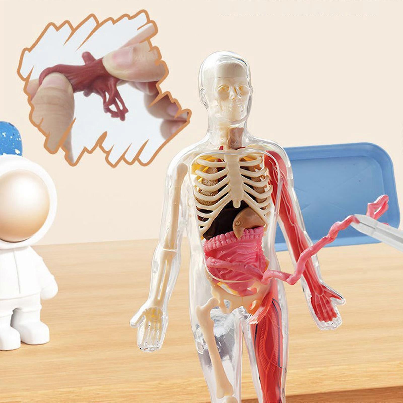 Human Body Kits Toy Classroom Demonstration for Home Teaching Aid Kids ...
