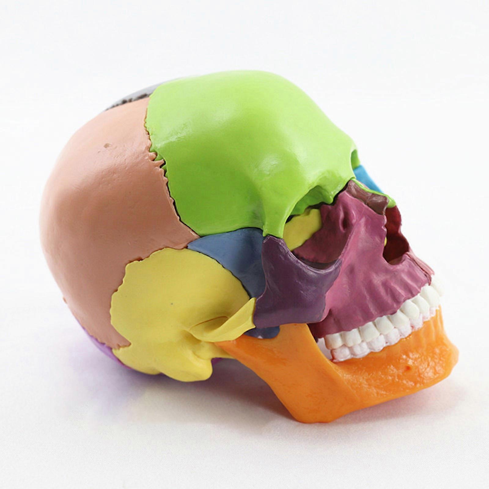 Medicals Skull Model Human Skull Model For Anatomy Exploded Skull Model ...