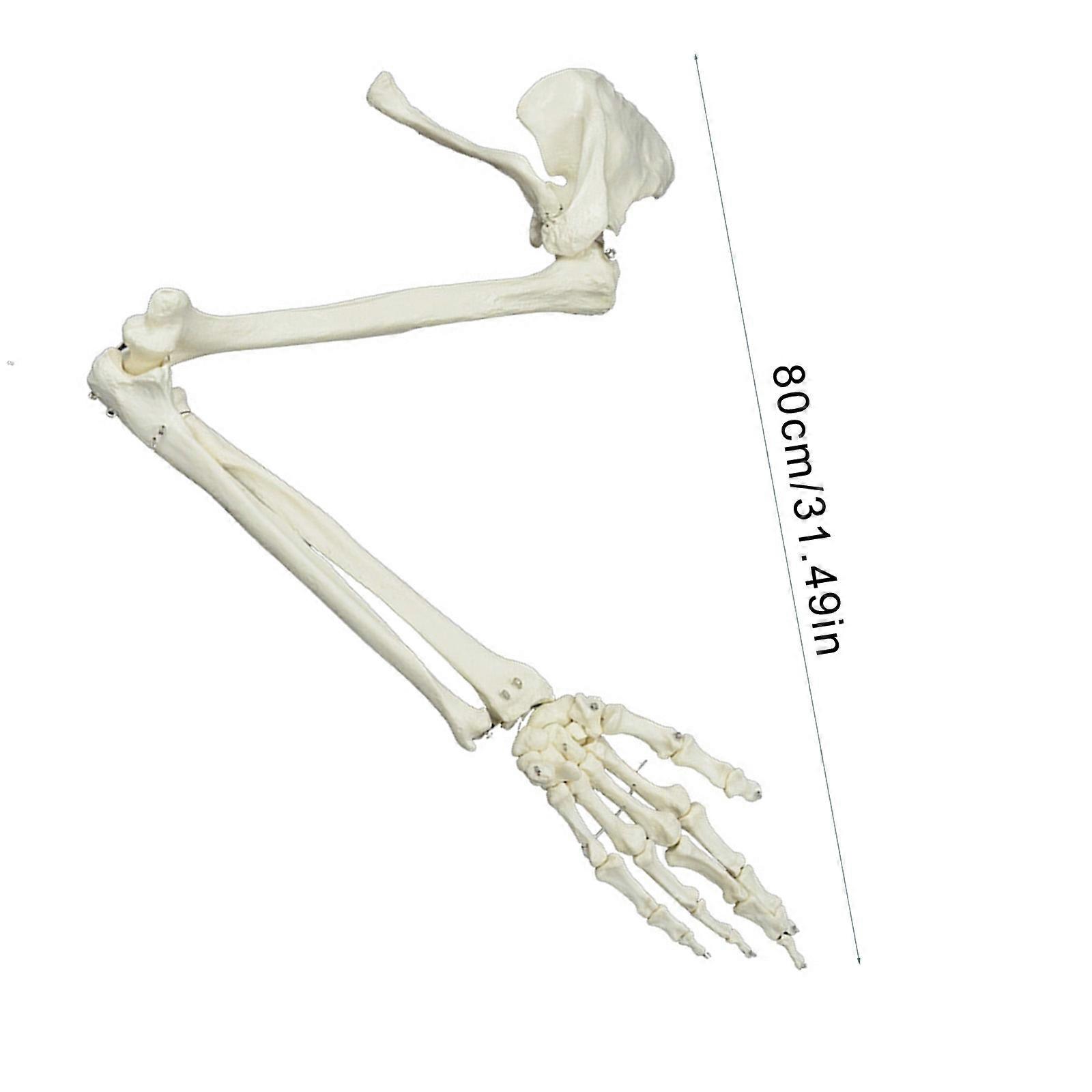 Anatomical Study Life Size Human Arm Joint Study Skeleton Model Human ...