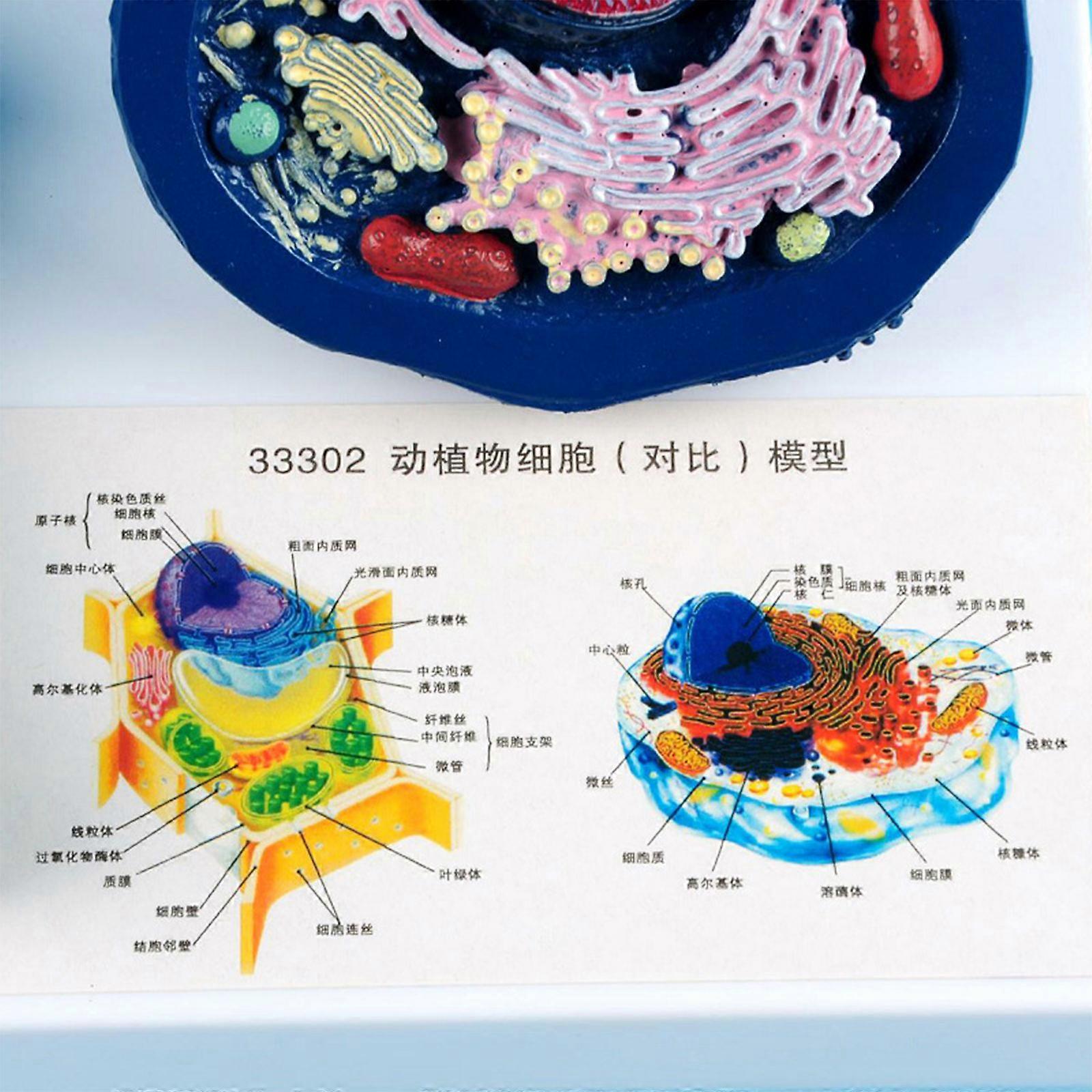 Animal and Plant Cell Anatomy Model With Removable Parts Anatomical ...