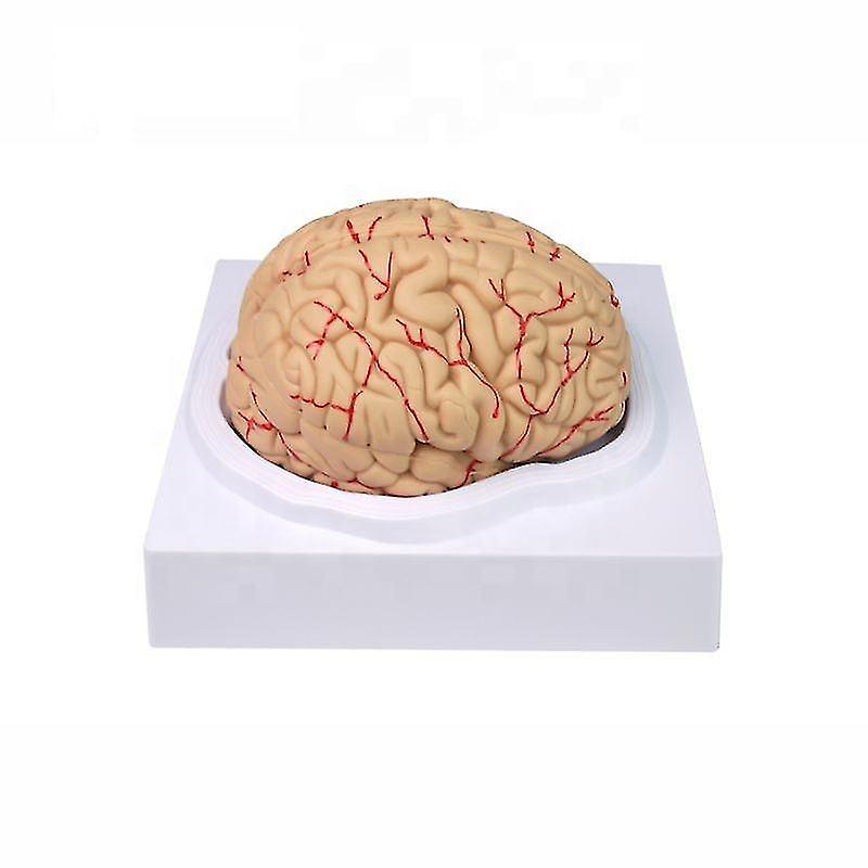 Learning Resources Human Brain Anatomical Model, Anatomically Accurate Brain Model Life Size ...